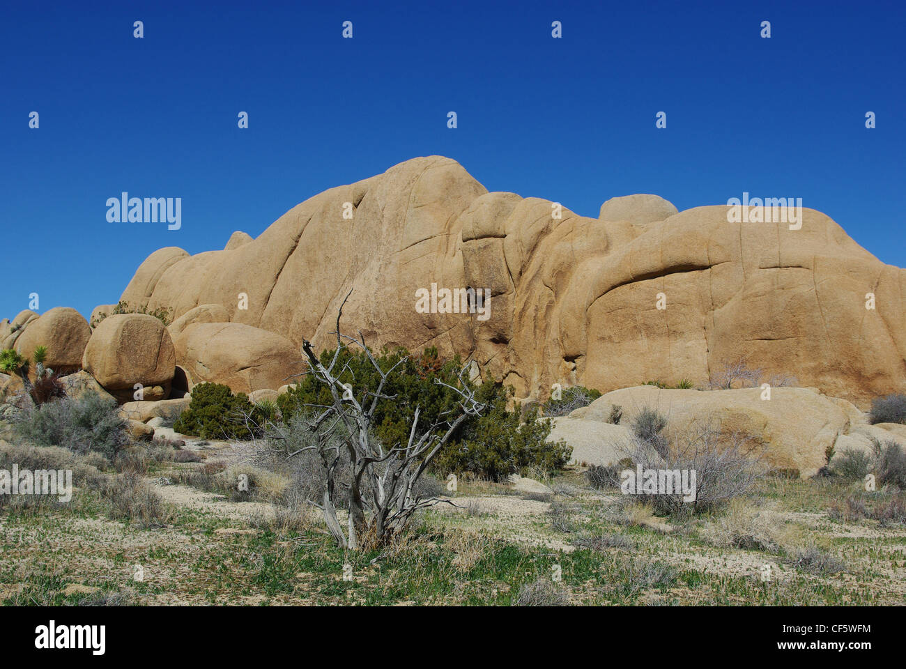 Rock under tree hi-res stock photography and images - Alamy