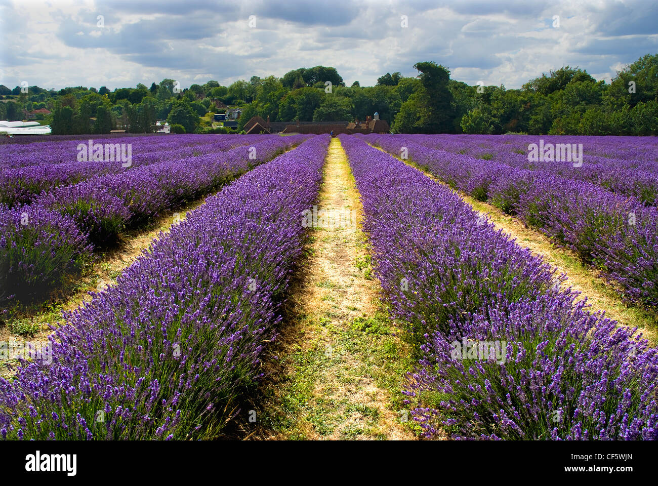 Rows lavender hi-res stock photography and images - Alamy
