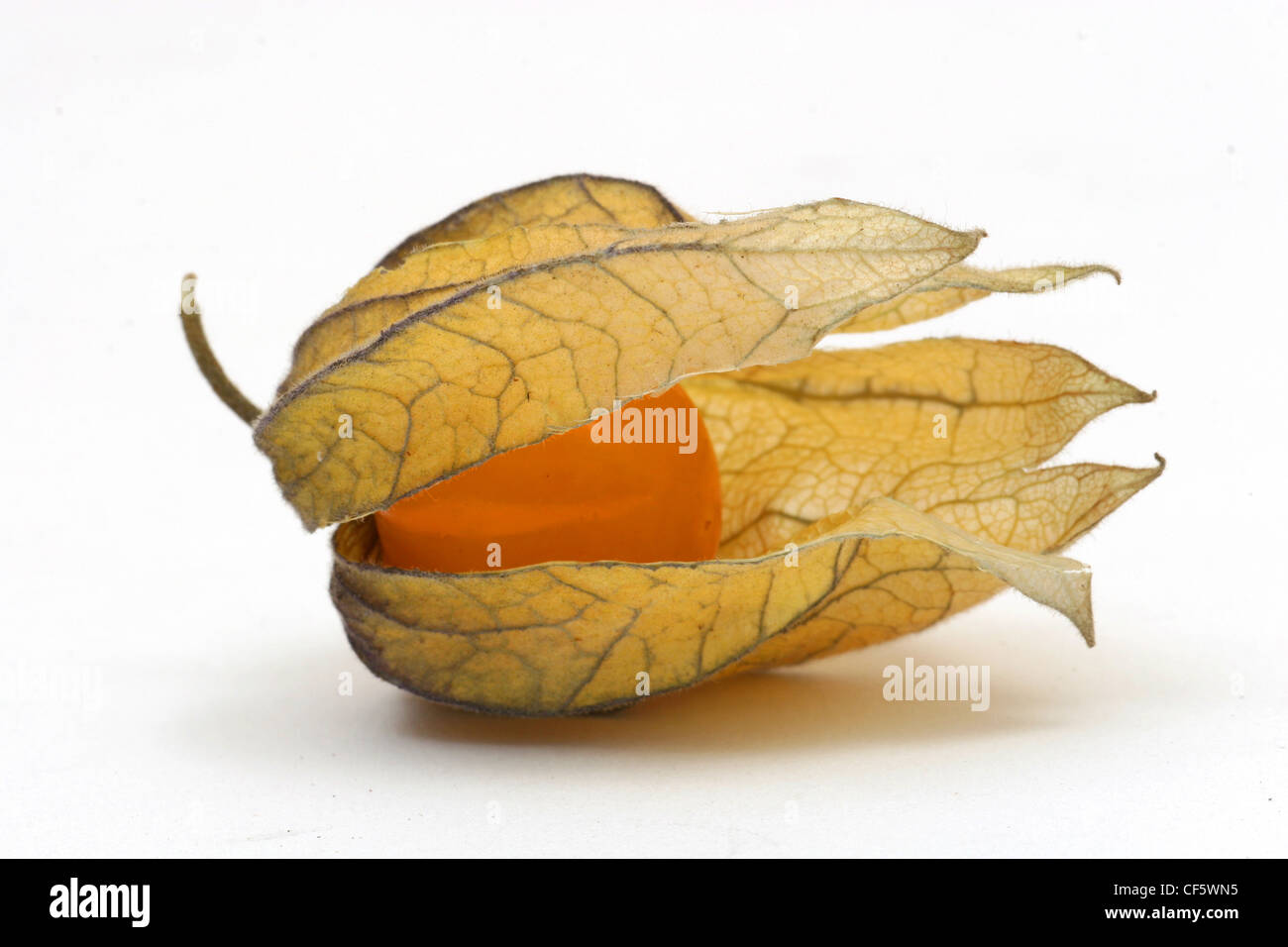 Physalis husk hi-res stock photography and images - Alamy