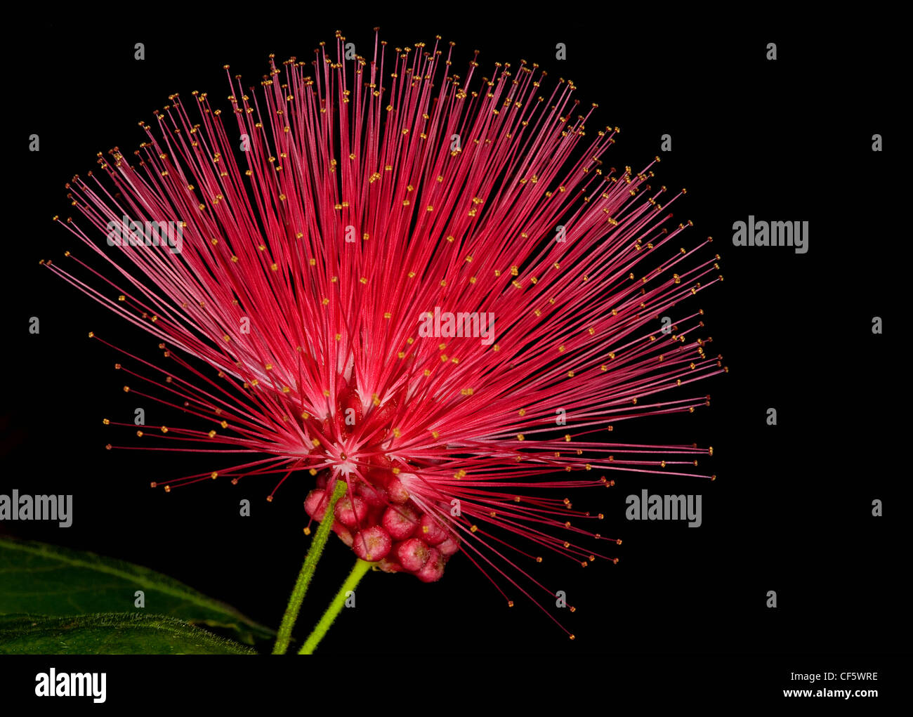 Bursting into flower hi-res stock photography and images - Alamy