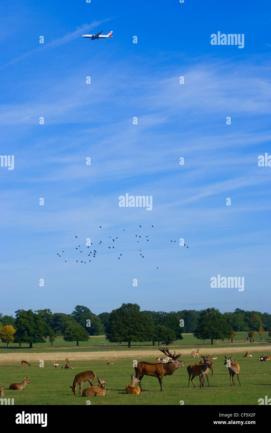 Animal plane hi-res stock photography and images - Alamy