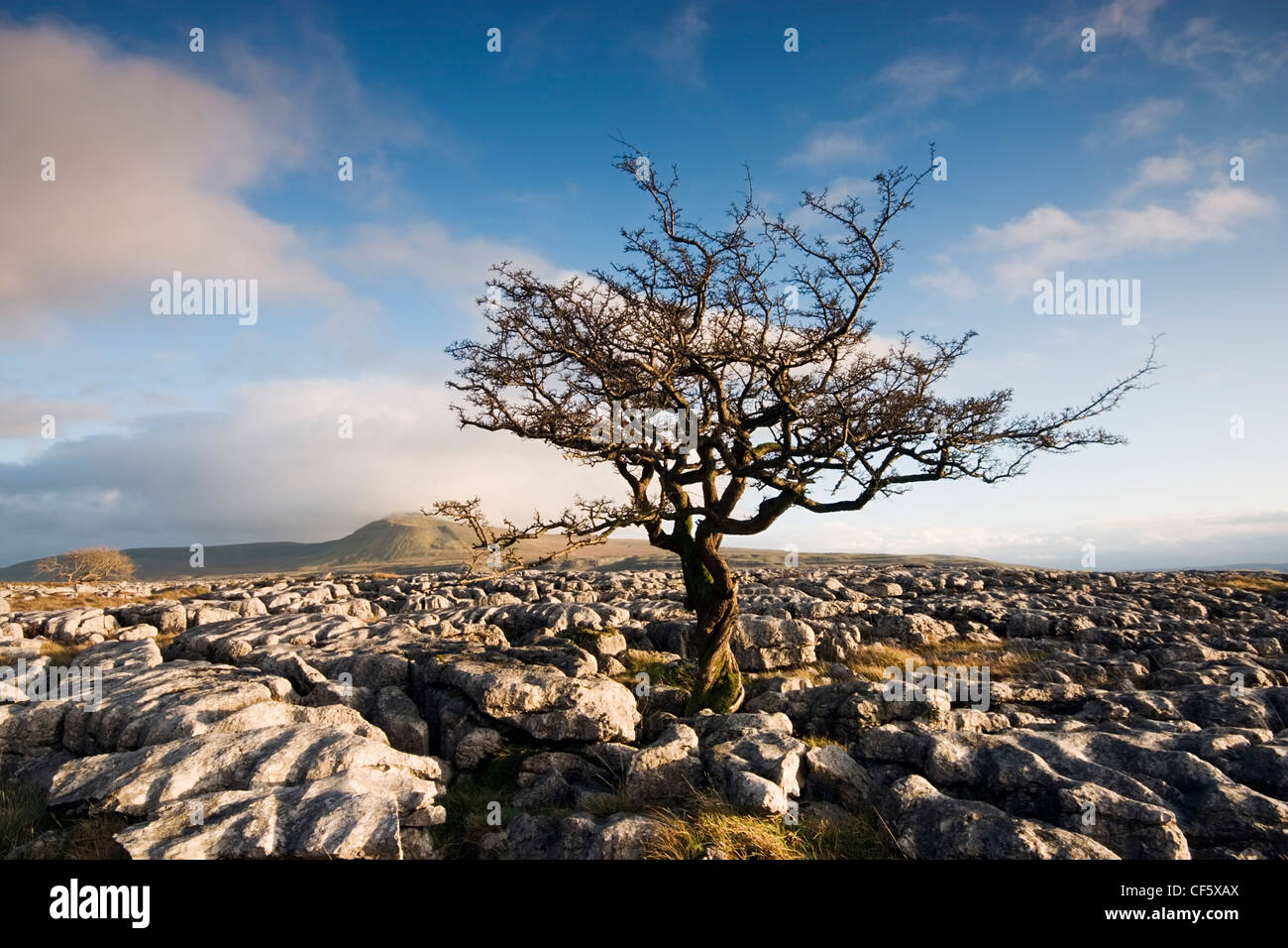 Twisted and withered tree growing through limestone pavement on the ...