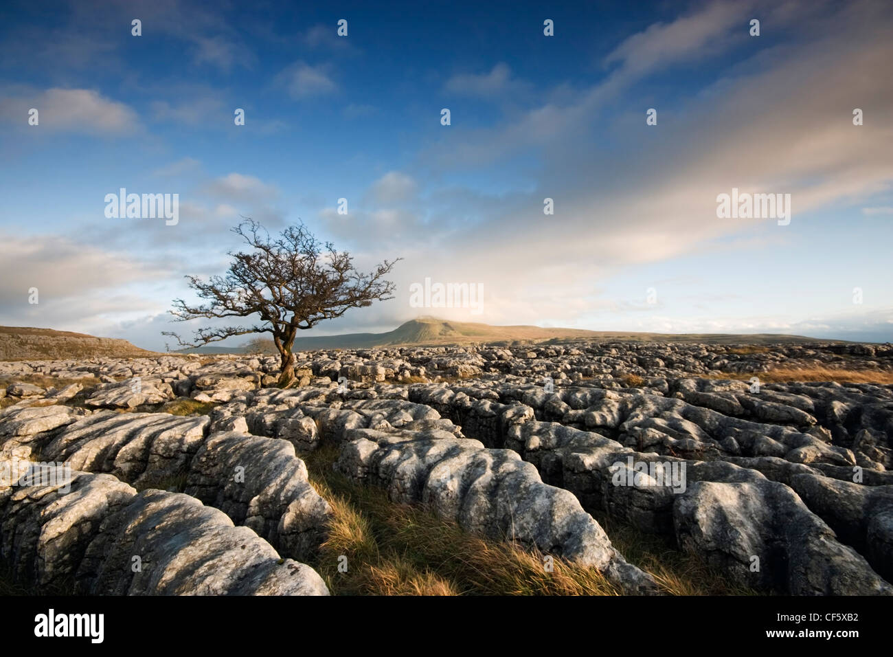 Withered tree hi-res stock photography and images - Alamy