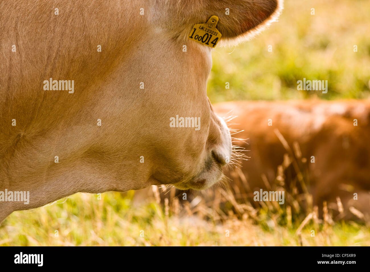 Detail of a cows head Stock Photo - Alamy