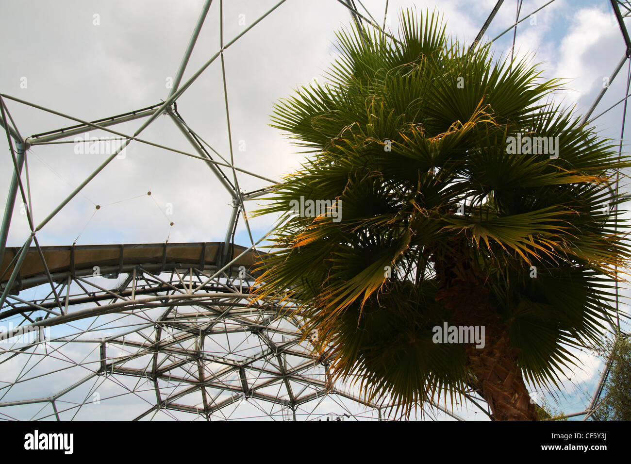 A tropical palm inside a dome in the Eden Project. The Eden Project ...