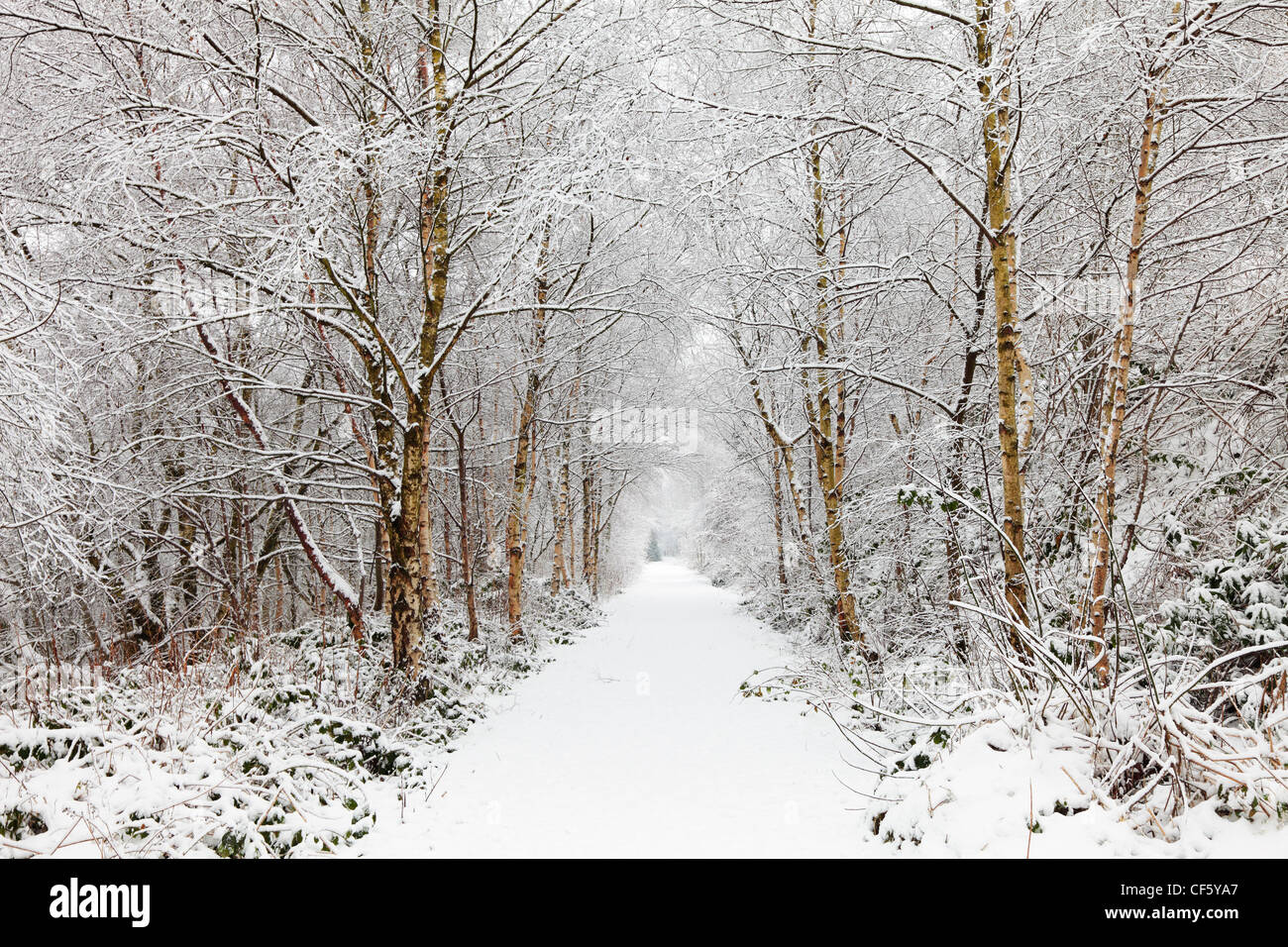 Pathway through snow covered hi-res stock photography and images - Alamy