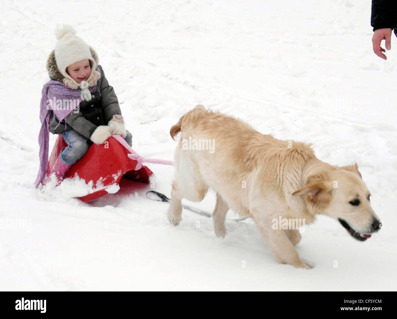 Golden retriever pulling female child on a sleigh in the snow Stock ...