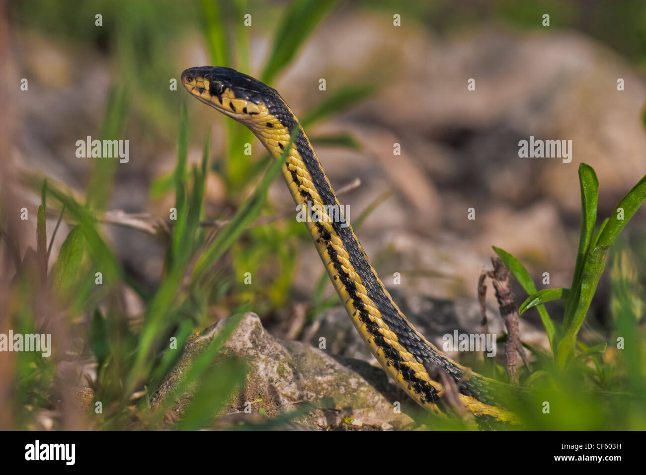 A male garter snake extends it's body up to look for a female in early ...