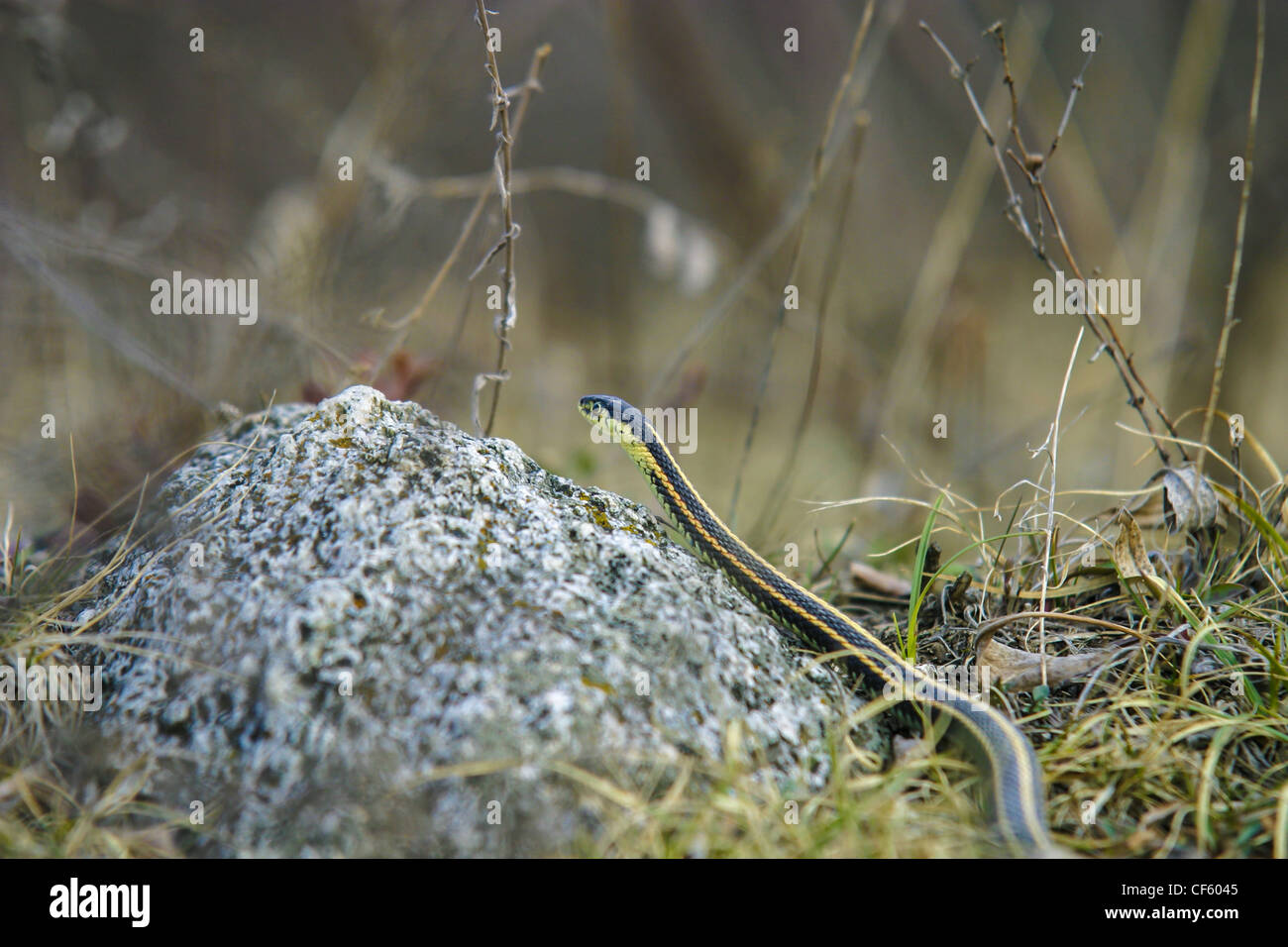 A single male garter snake looking for a female in early spring Stock ...