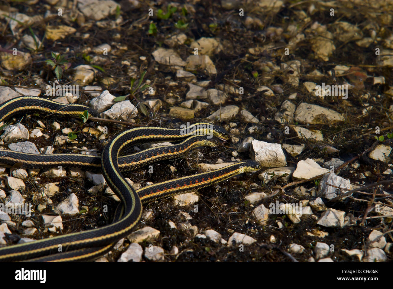 Coiled garter snakes scales hi-res stock photography and images - Alamy