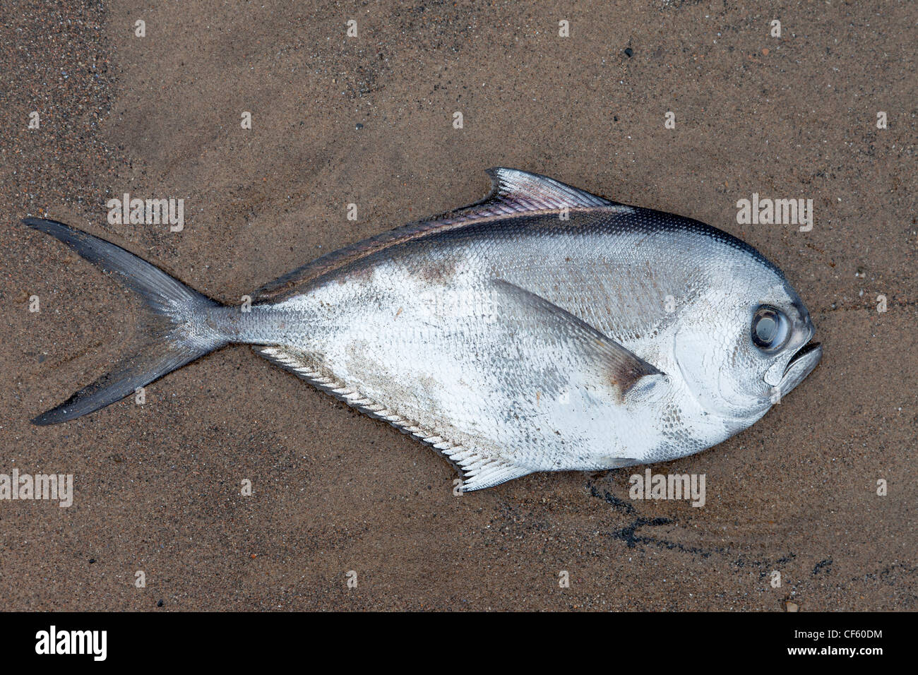 Rays bream brama brama fish hi-res stock photography and images - Alamy