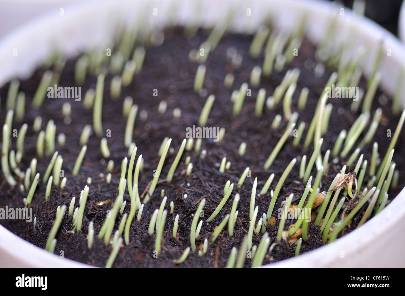 Sprouts - wheat Stock Photo - Alamy