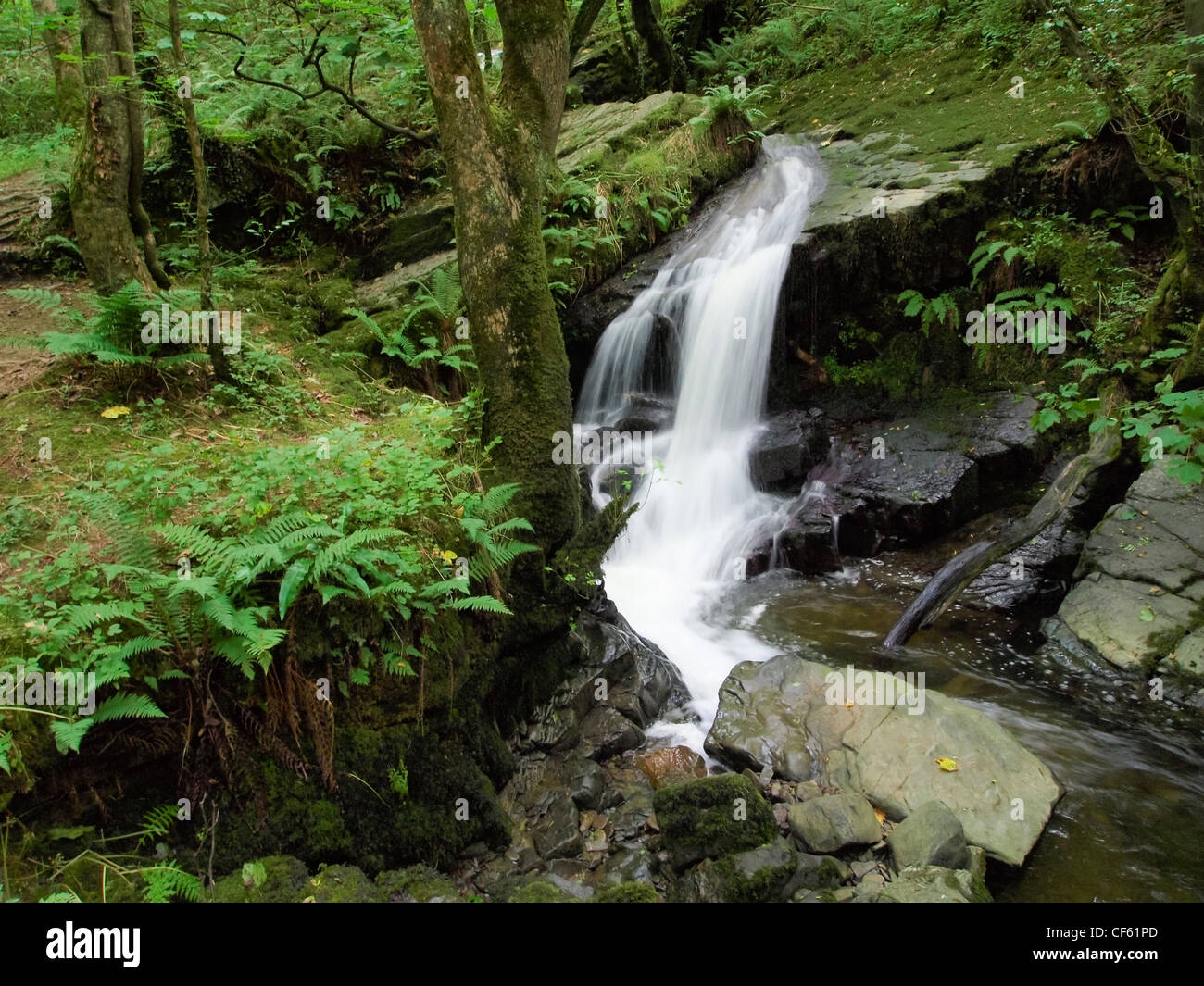 Welsh Rain Forest High Resolution Stock Photography and Images - Alamy