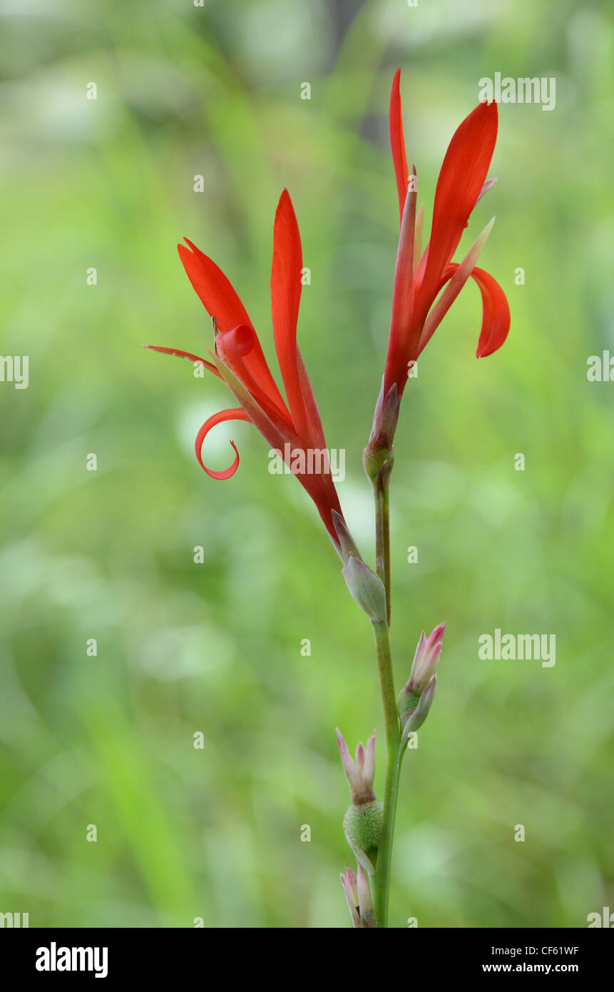 Fiji flower hi-res stock photography and images - Alamy