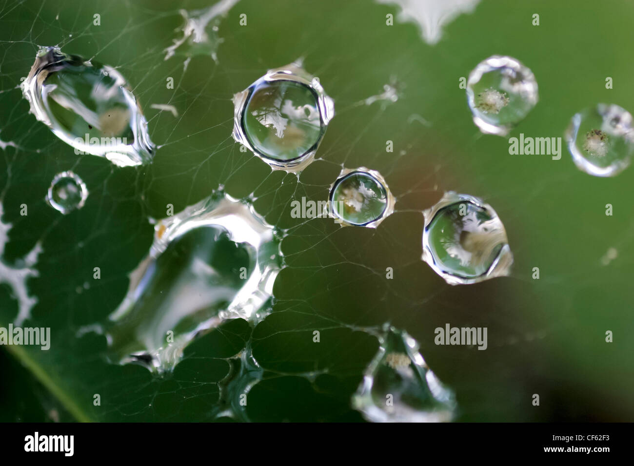 Water droplets on a spider's web forming complicated abstract patterns ...