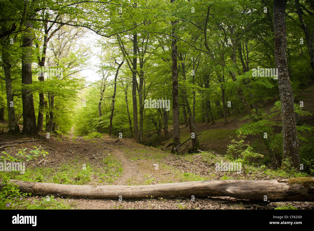Fallen tree blocking a path hi-res stock photography and images - Alamy