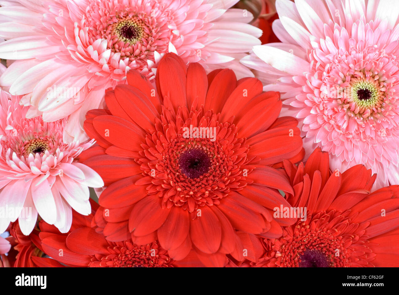 Colorful bright gerbera flowers, close up Stock Photo - Alamy