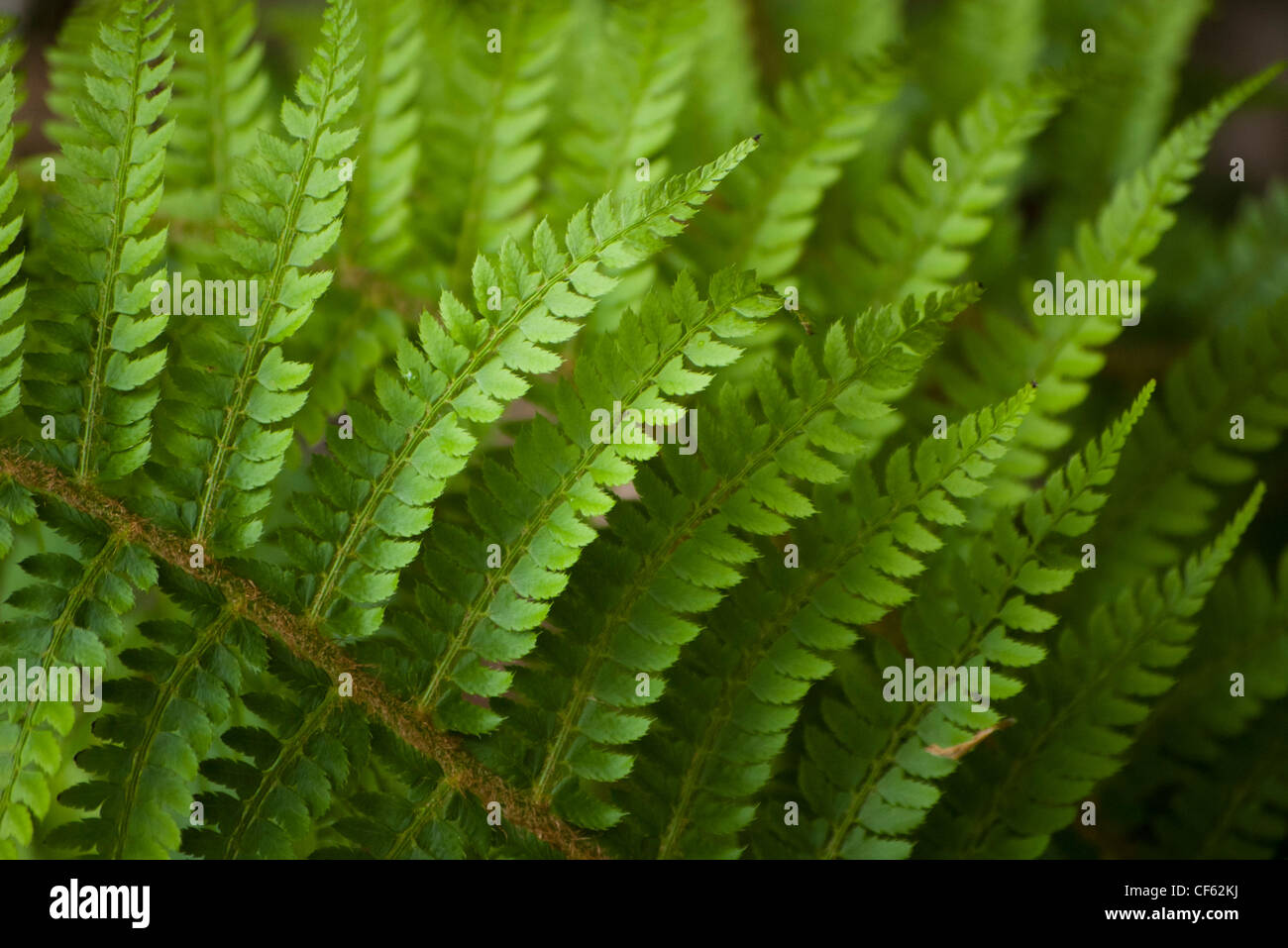 A closeup of fern leaves Stock Photo - Alamy