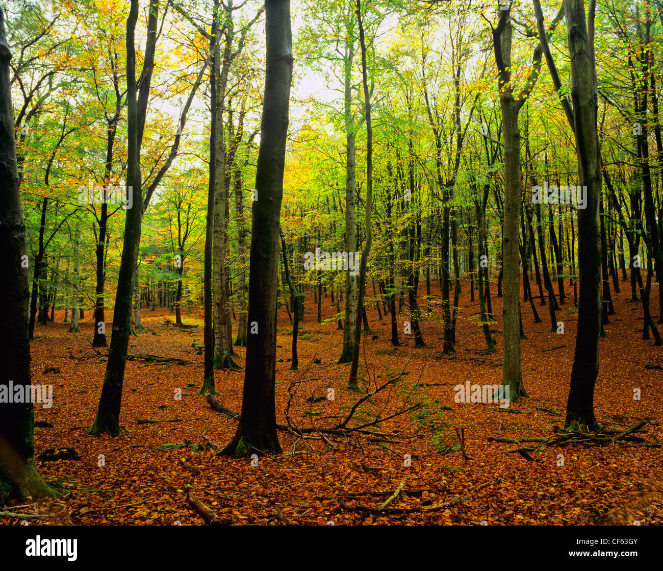 Beech trees displaying autumn colour at Eyeworth Wood in the New Forest ...