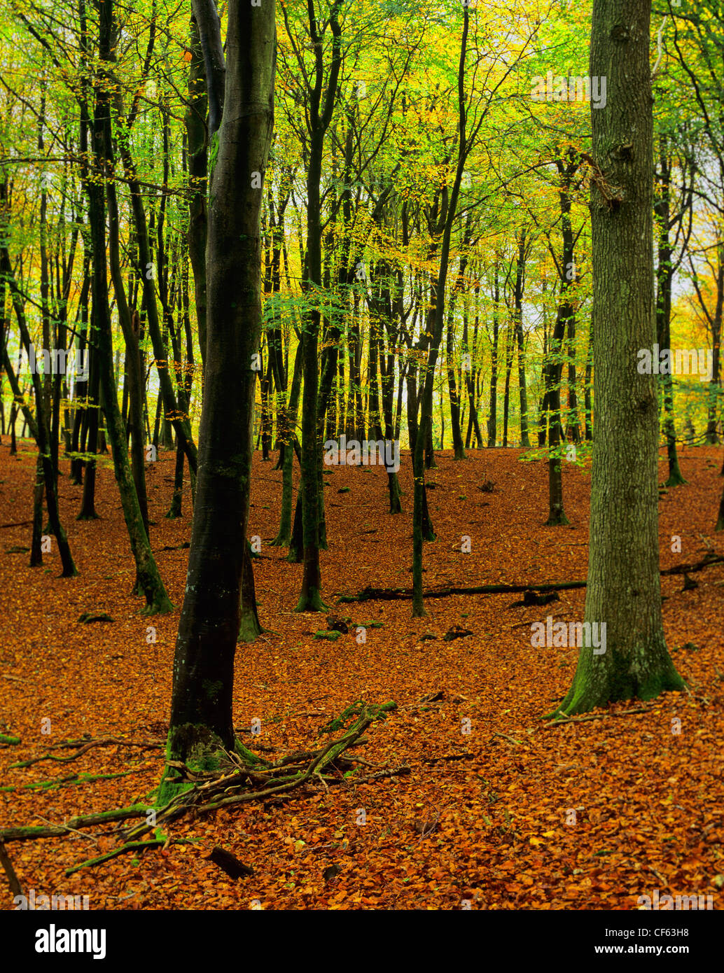 Ancient beech trees autumn hi-res stock photography and images - Alamy