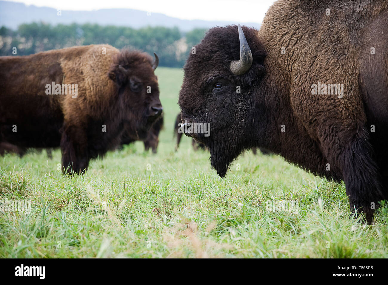 Plains bison, Alberta, Canada Stock Photo - Alamy