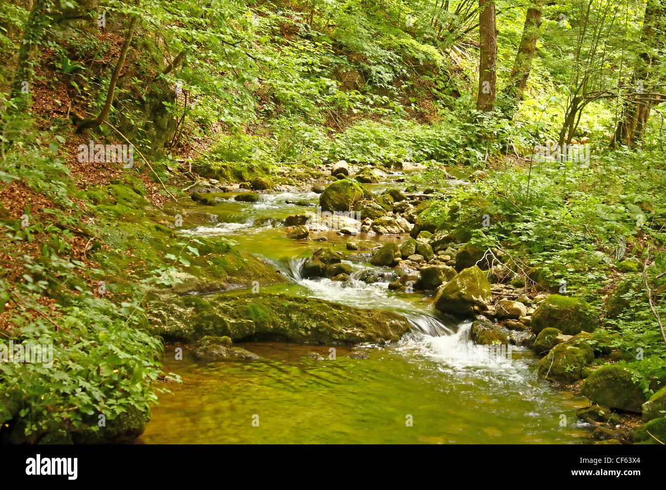 Forest stream running over mossy rocks Stock Photo - Alamy