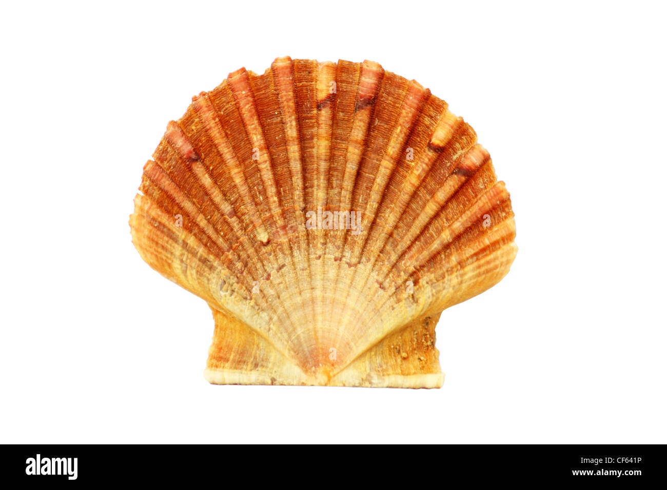 Seashell isolated on black background Stock Photo - Alamy