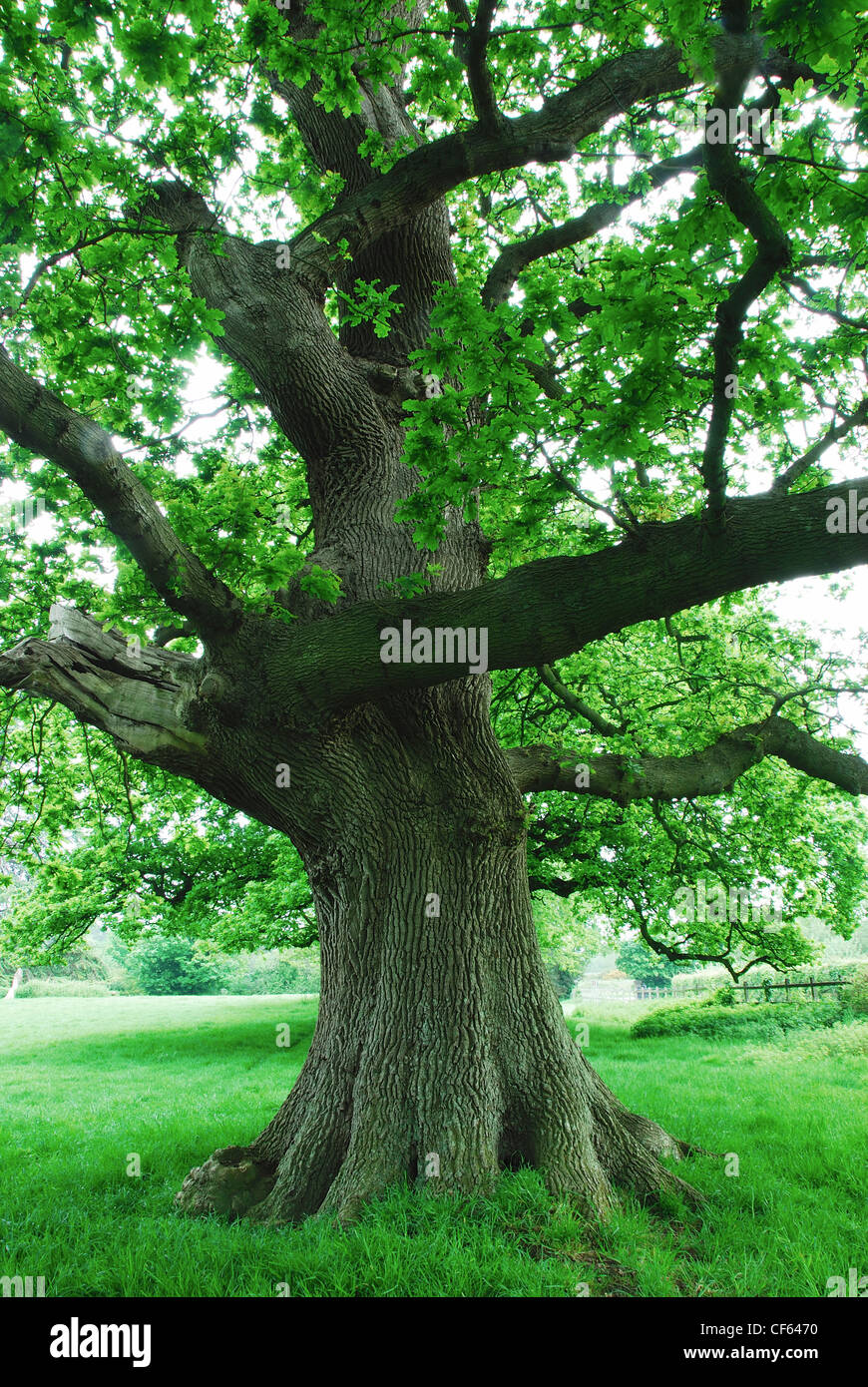 A single specimen oak tree in late spring UK Stock Photo - Alamy