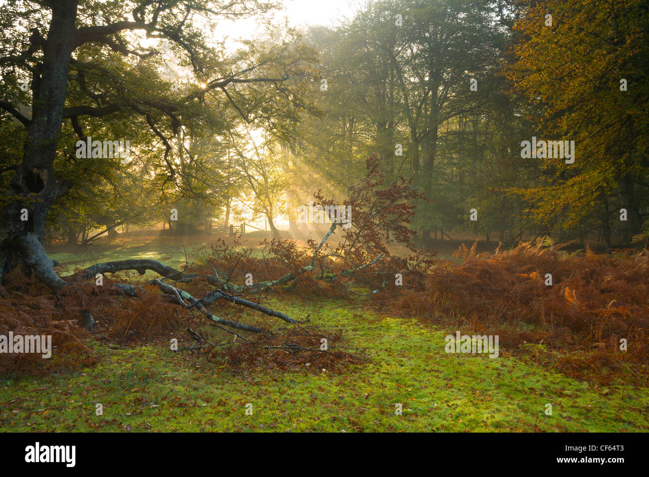 Rays of sunlight through trees revealing autumnal colours in Mark Ash ...