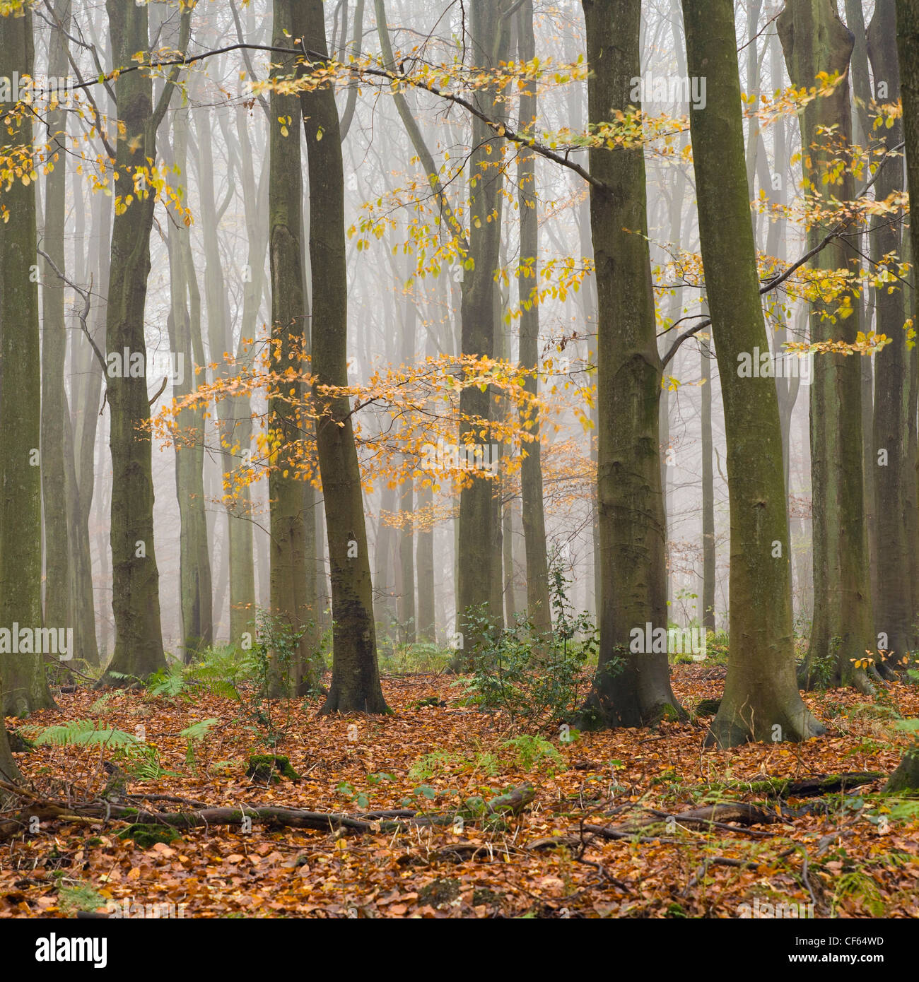 Eerie Mist hanging in West Woods near Marlborough Stock Photo - Alamy
