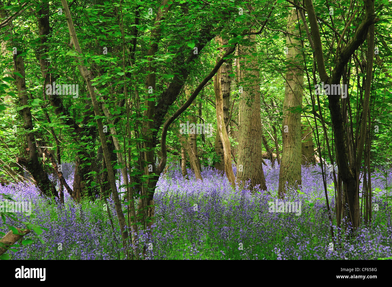 Swindon oasis hi-res stock photography and images - Alamy