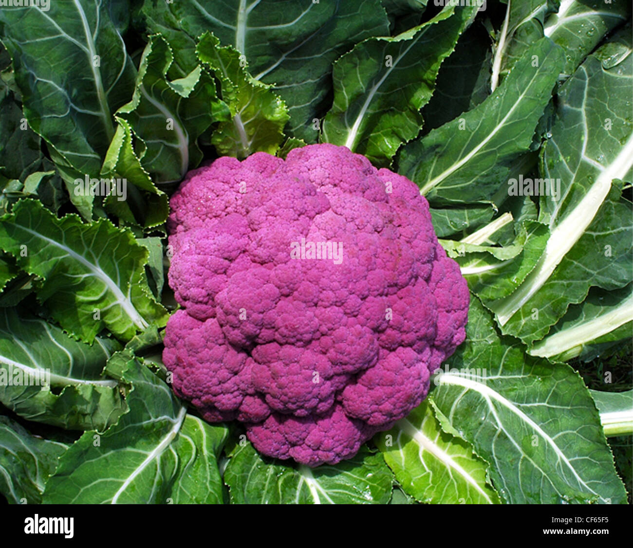 Close up of a purple cauliflower with green leaves (cavolfiore violetto ...