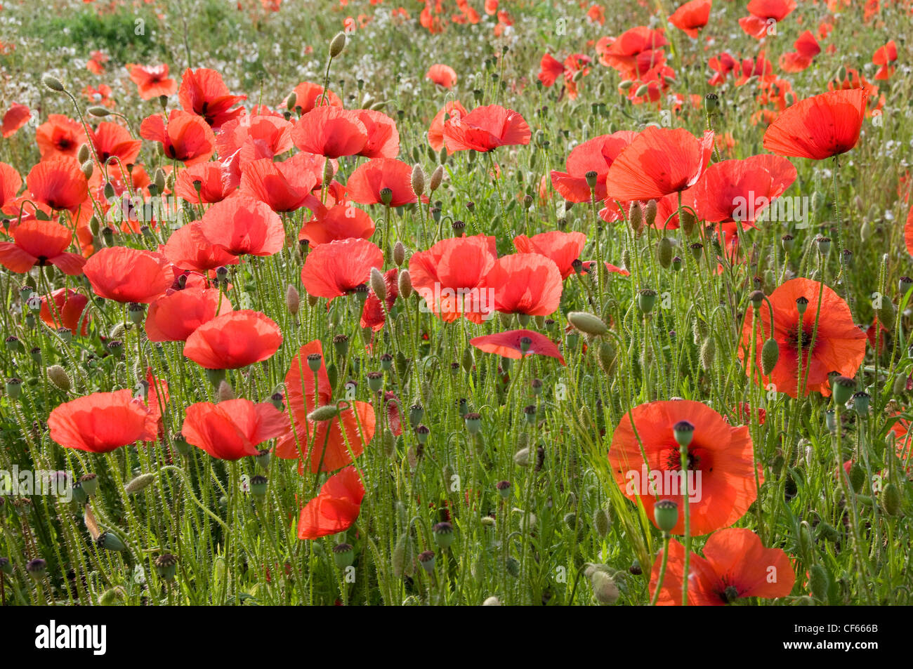 A view of a Poppy field (Papaver Rhoeas in Norfolk Stock Photo - Alamy