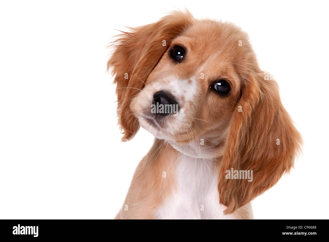 Cute cocker spaniel puppy in front of white background Stock Photo - Alamy