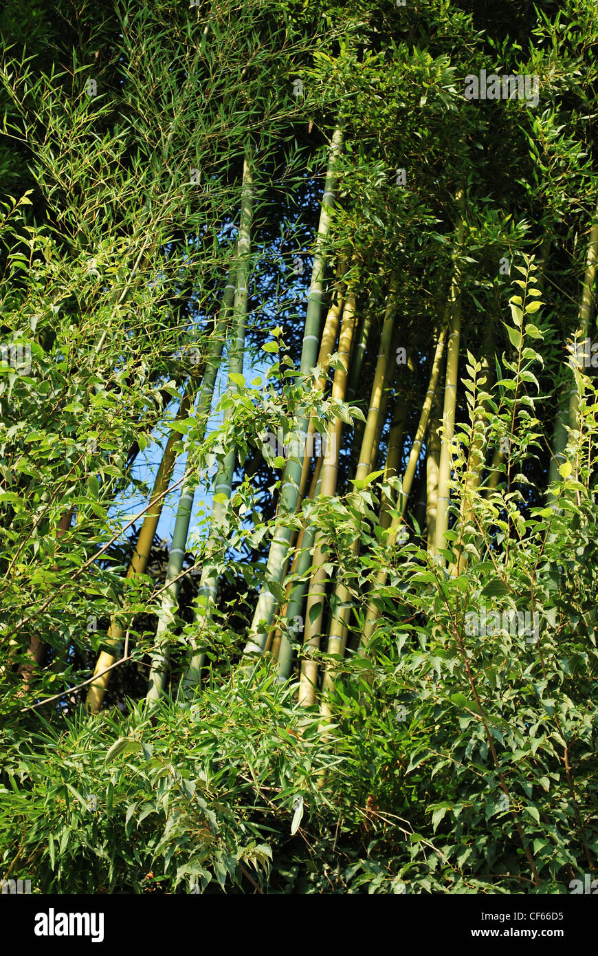 Bamboo forest with flourish foliage against blue sky as a background ...
