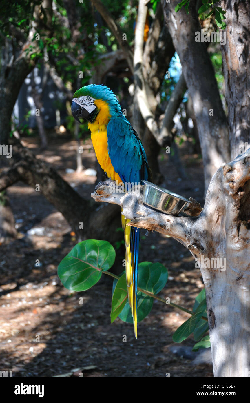 Macaw Parrot, Bahamas Stock Photo - Alamy