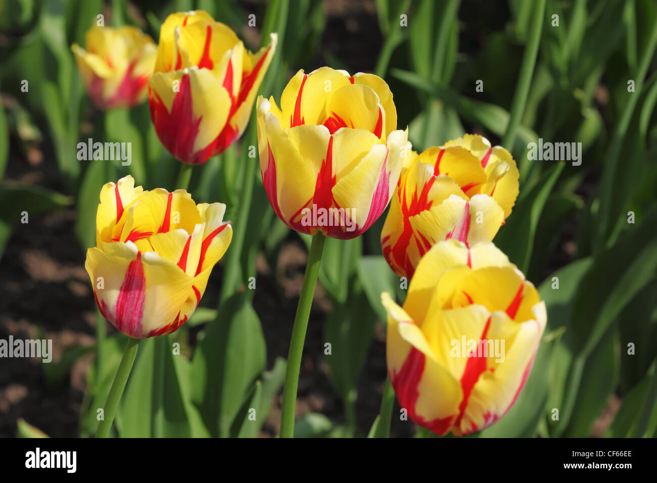 Tulip world of expression hi-res stock photography and images - Alamy