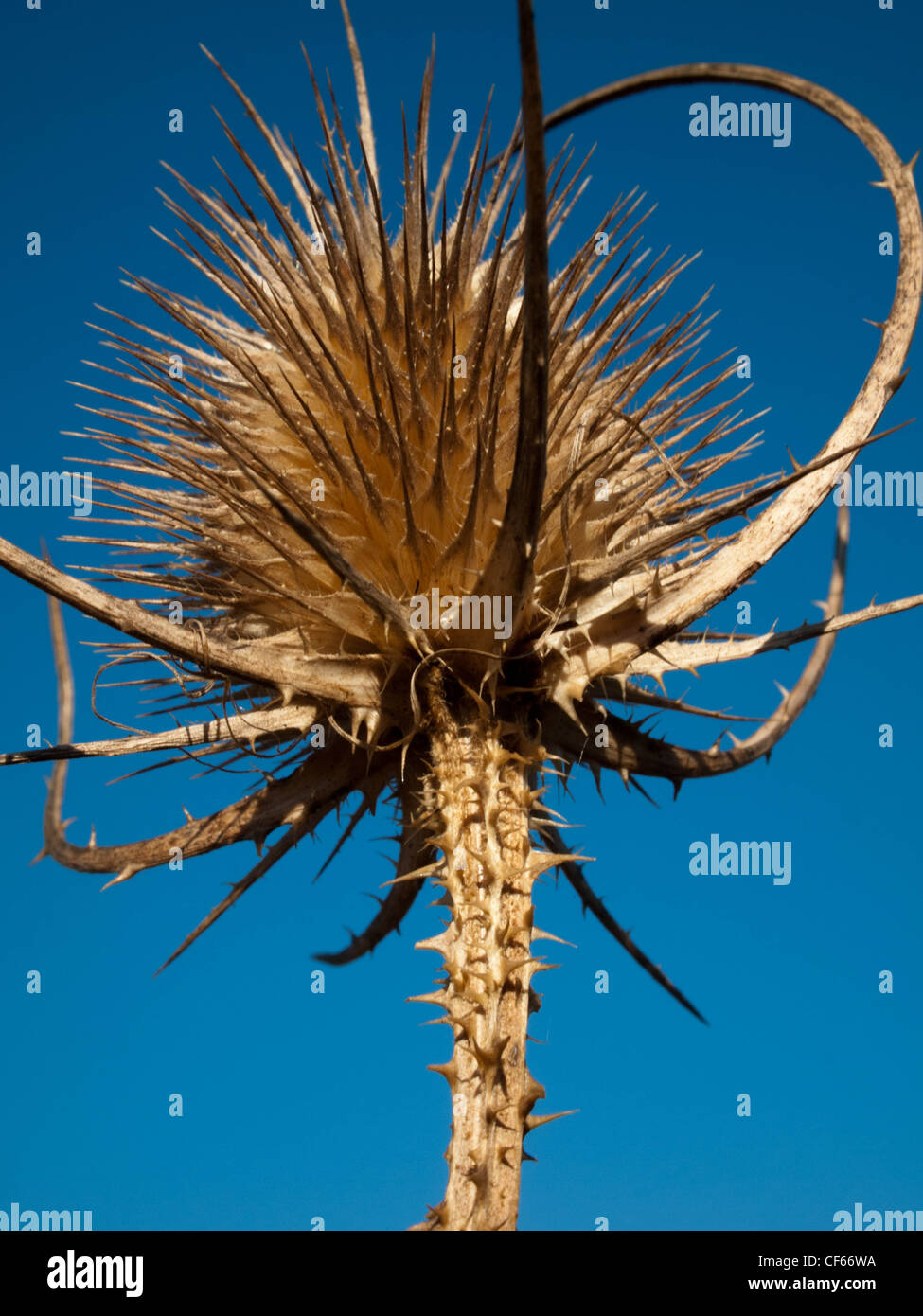 Wilde fauna und flora hi-res stock photography and images - Alamy