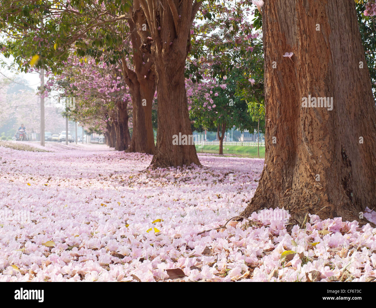 Pink trumpet tree blooming in valentine's day like sweet dream Stock ...