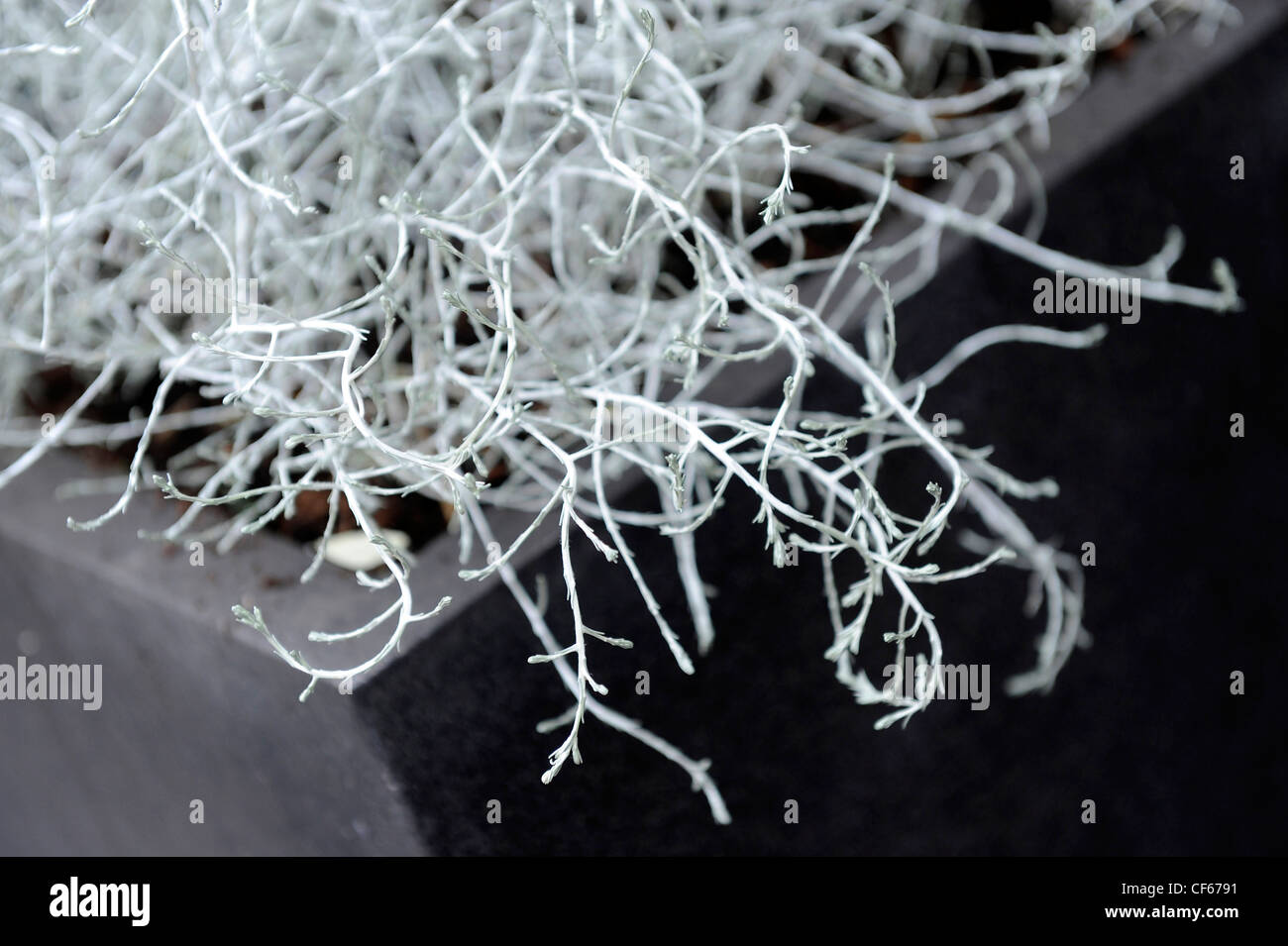 Silver gardens hi-res stock photography and images - Alamy