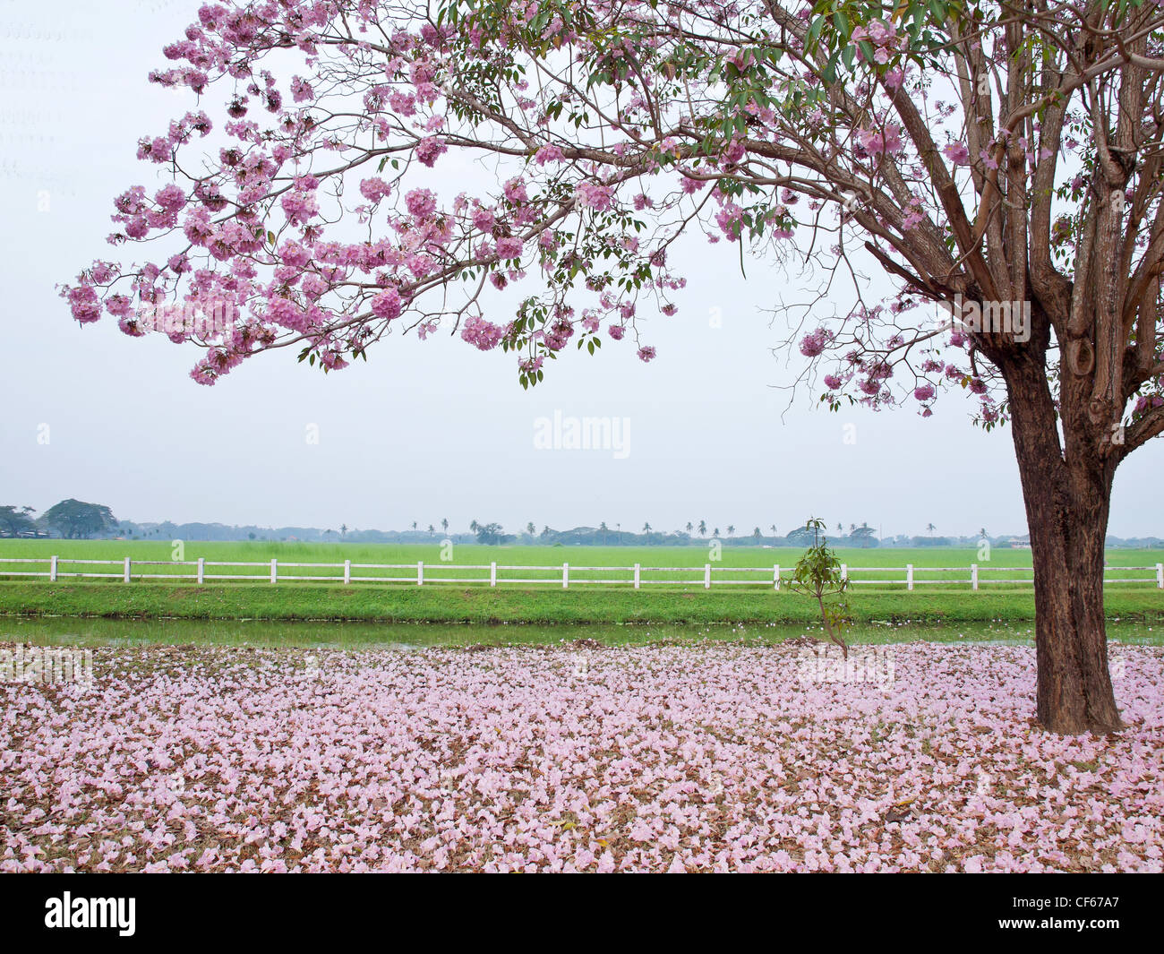 Pink trumpet tree blooming in valentine's day like sweet dream Stock ...