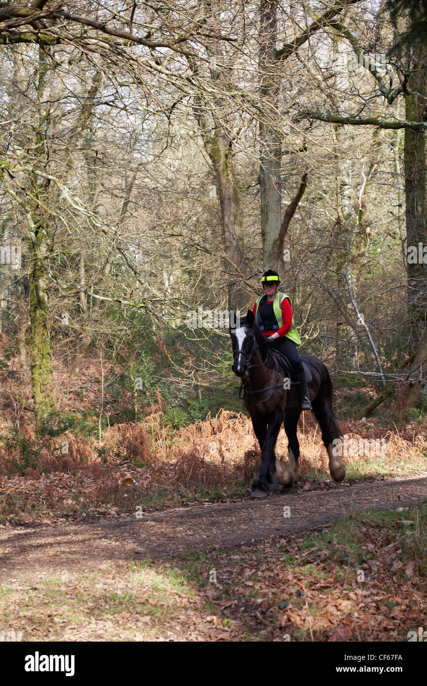 Horse rider horse riding in the New Forest National Park, Hampshire UK ...