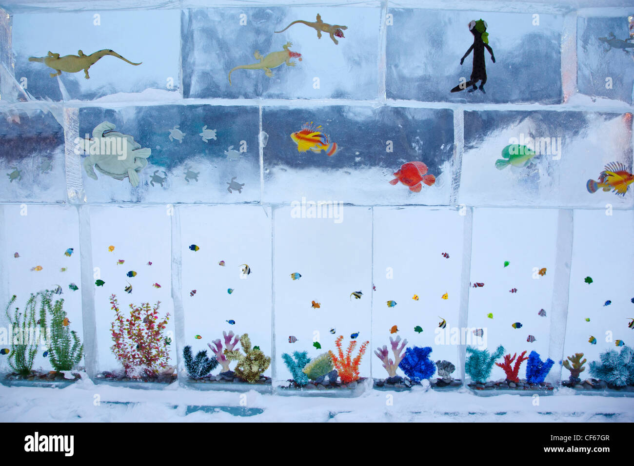Ice composition Aquarium with small fishes and seaweed Stock Photo - Alamy