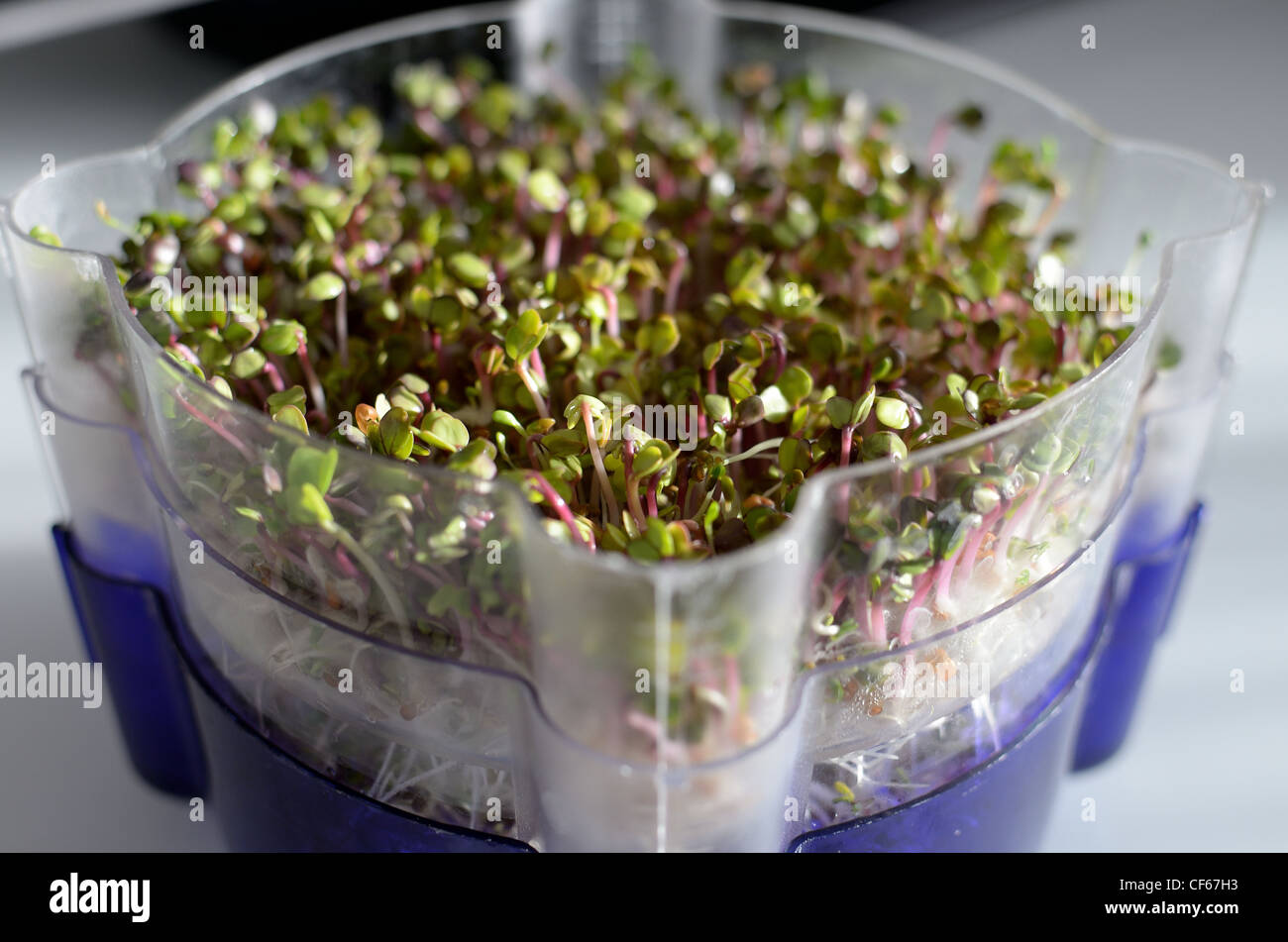 A good example of a healthy food Stock Photo - Alamy