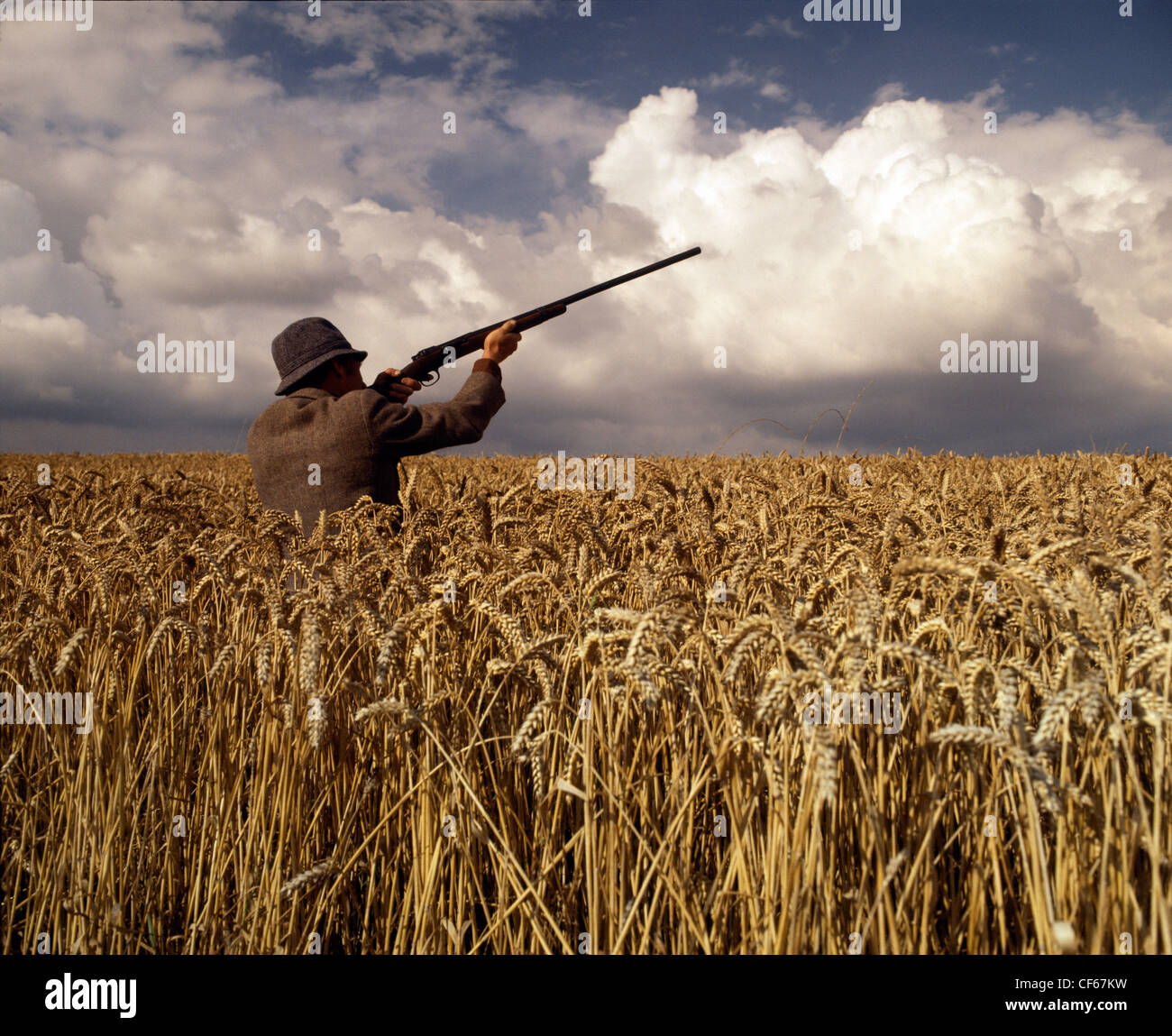 Farmer shooting in cornfield. The shooting season typically runs from ...