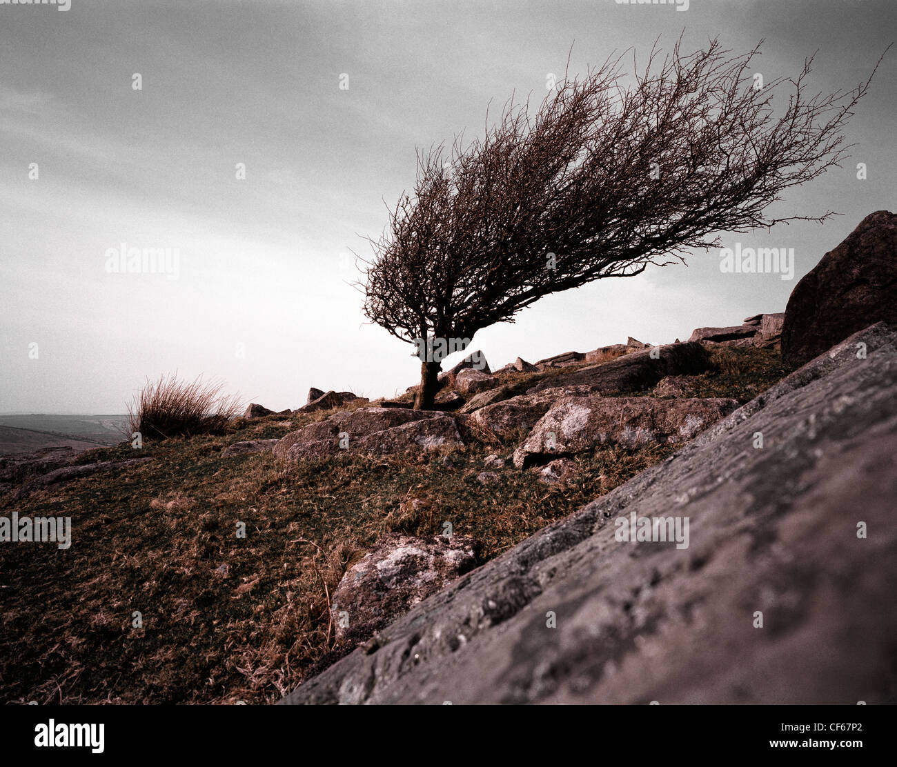 Windswept tree landscape hi-res stock photography and images - Alamy
