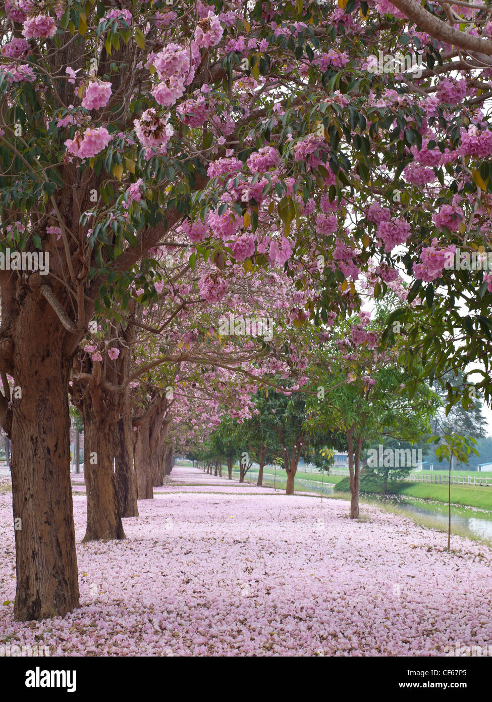 Pink trumpet tree blooming in valentine's day like sweet dream Stock ...