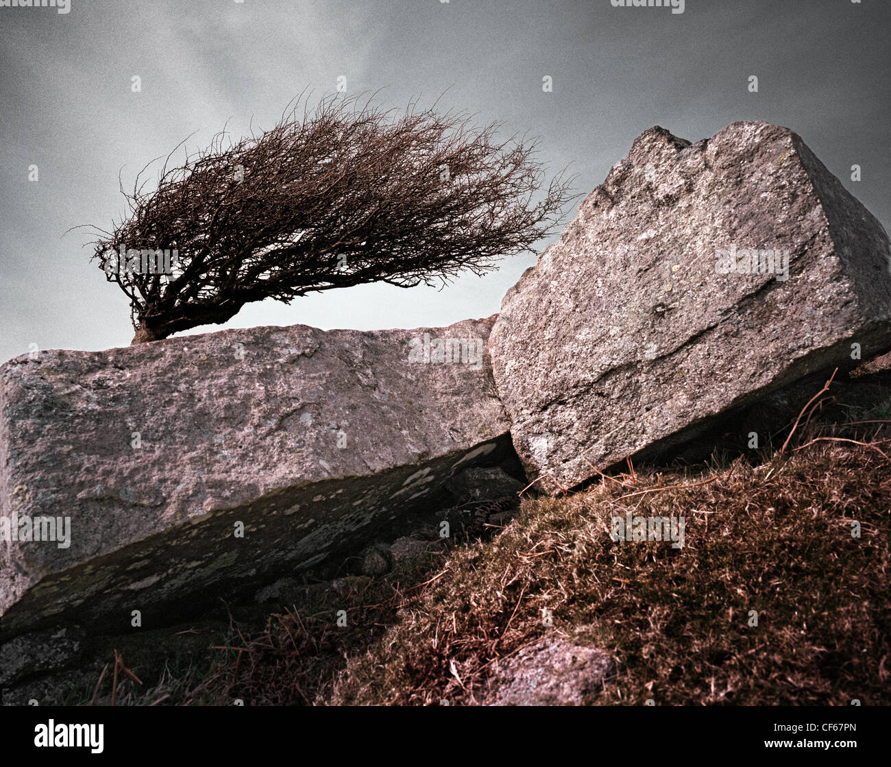 Landscape with large rocks and unusual tree on Bodmin Moor. The highest ...