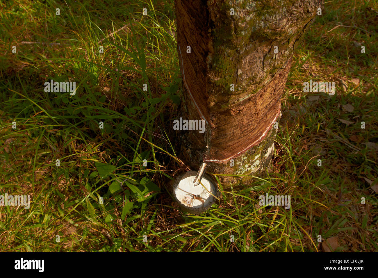 Rubber tree and cup of caoutchouc - cropping bark, rubber flowing Stock ...