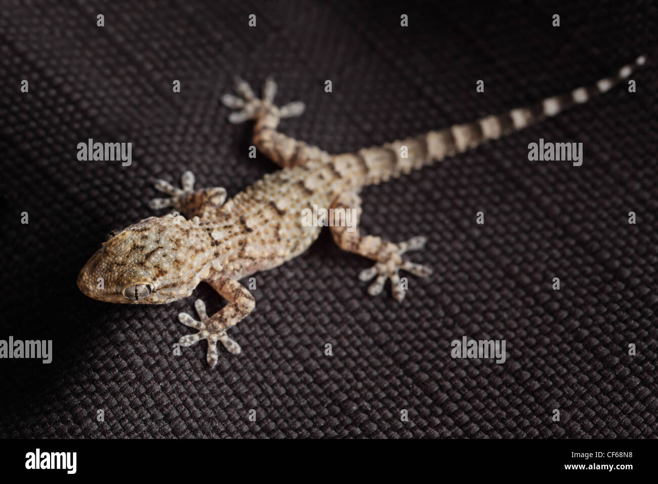 brown spotted gecko reptile on black fabric, front view Stock Photo - Alamy